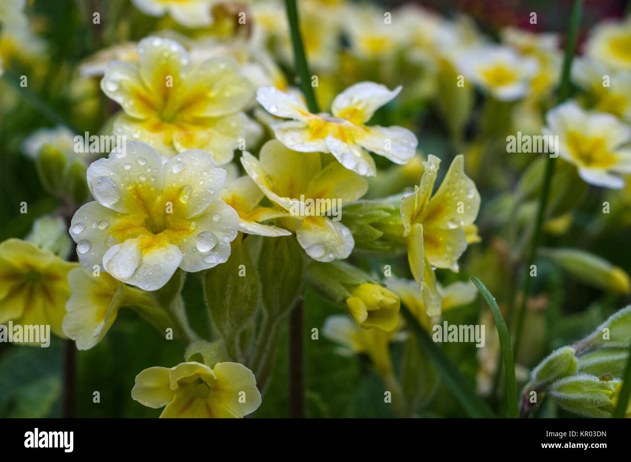 Primrose garden flower Stock Photo - Alamy