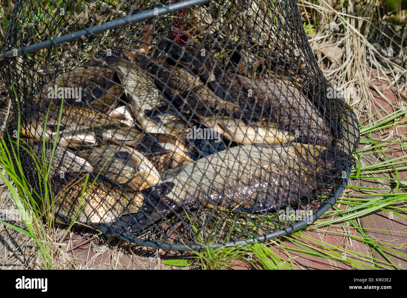 Carp on the shore Stock Photo - Alamy