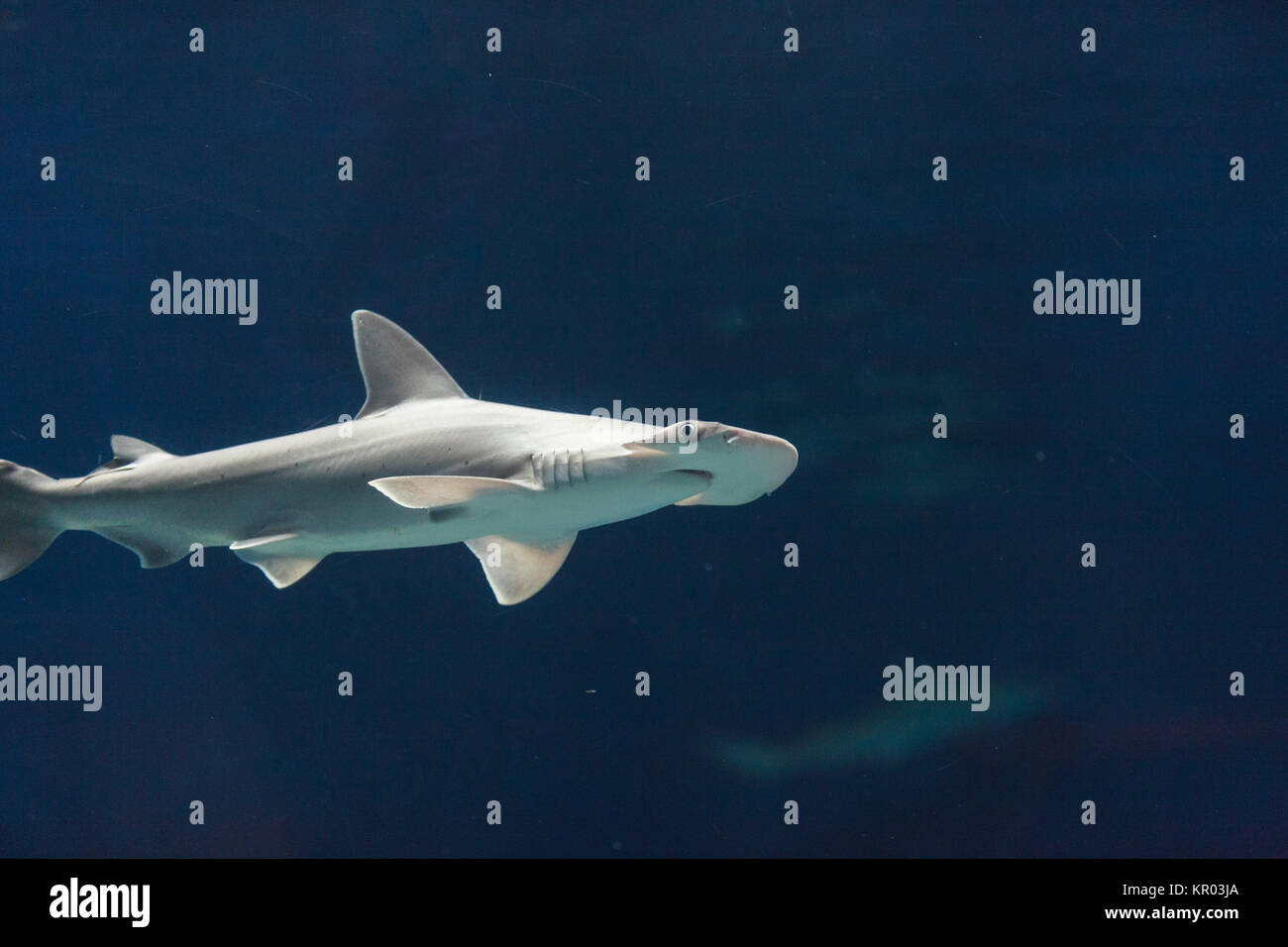 Shark Hammer High Resolution Stock Photography and Images - Alamy