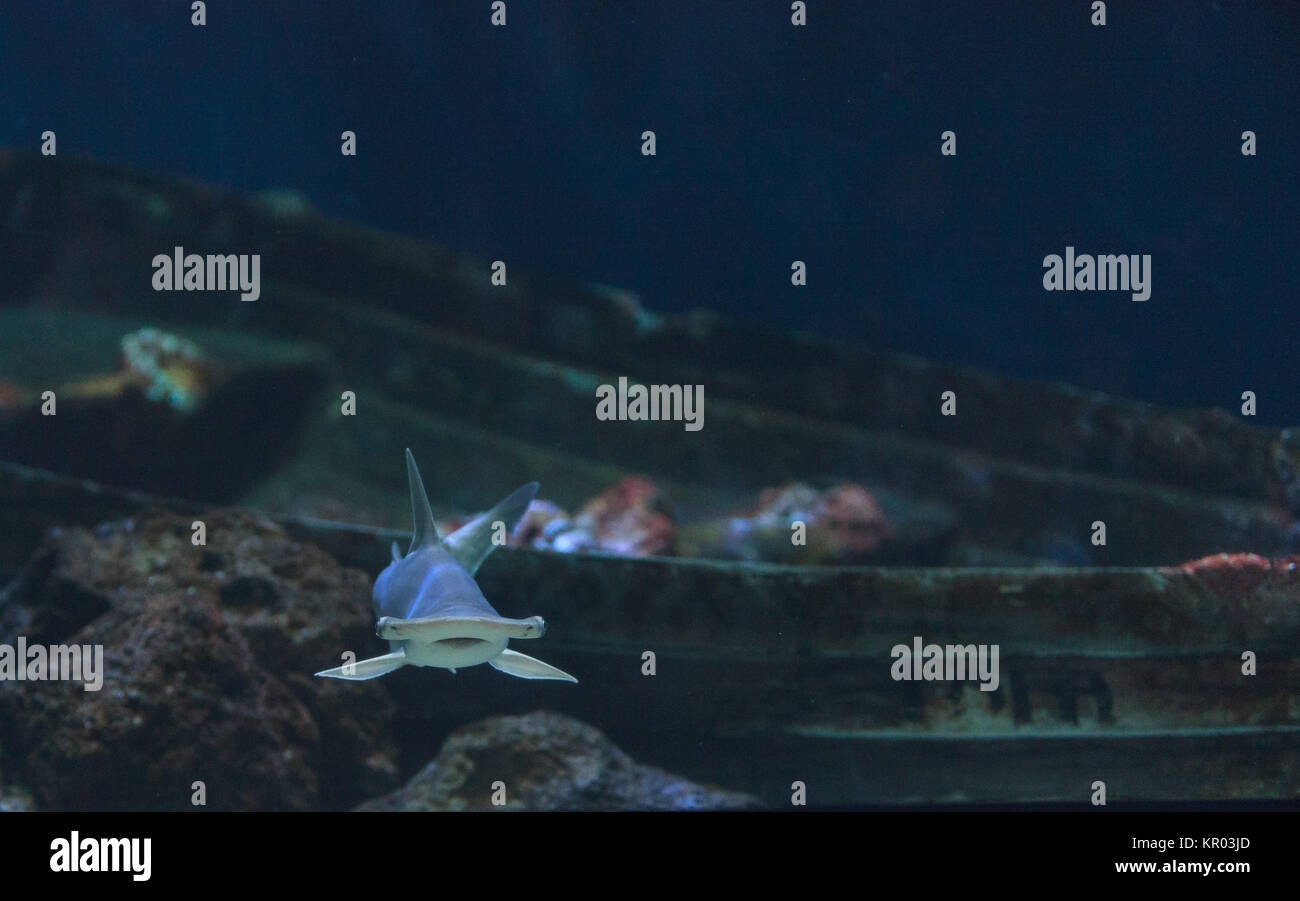 Shark Hammer High Resolution Stock Photography and Images - Alamy