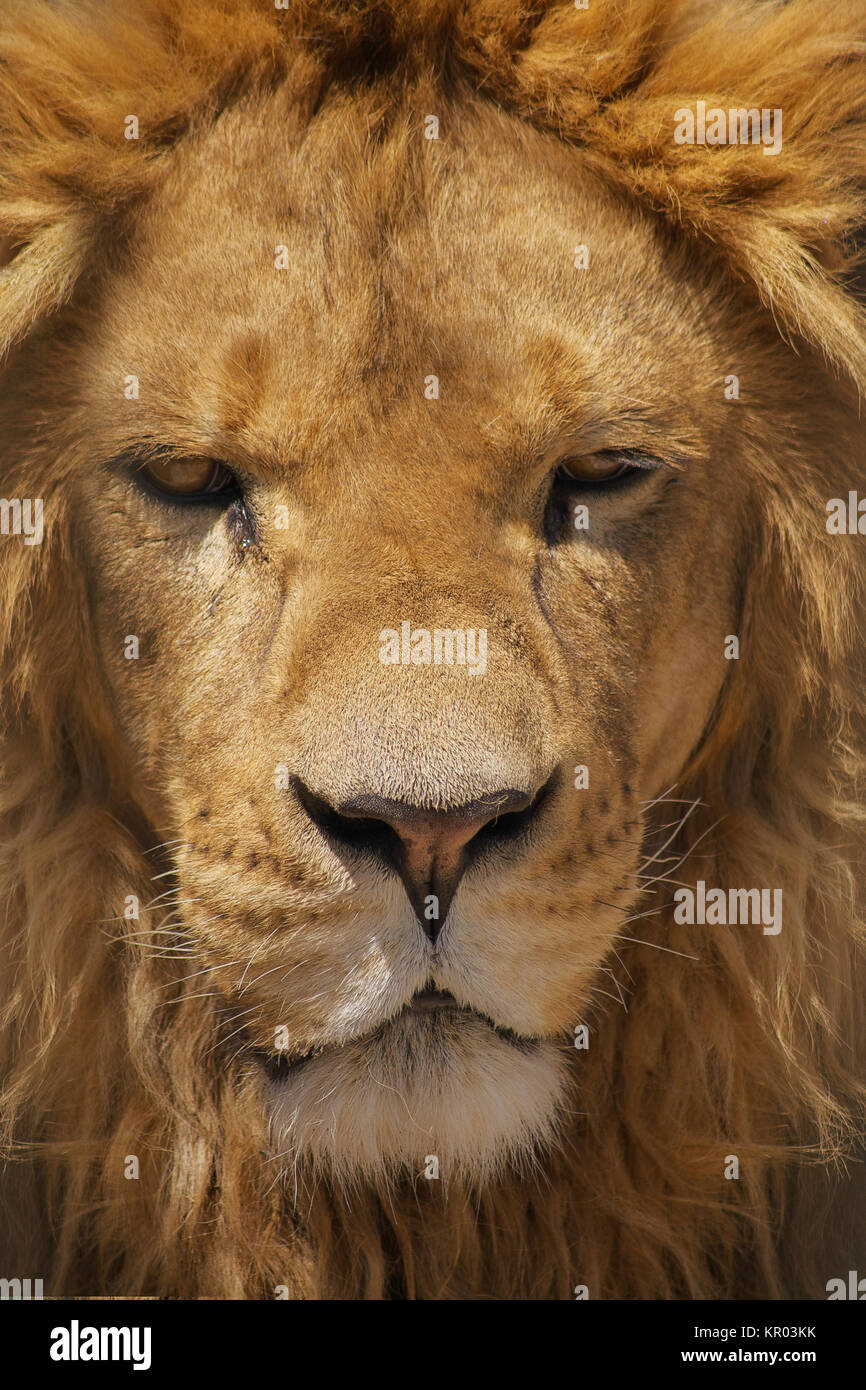 Close up Portrait of a Lion Stock Photo - Alamy