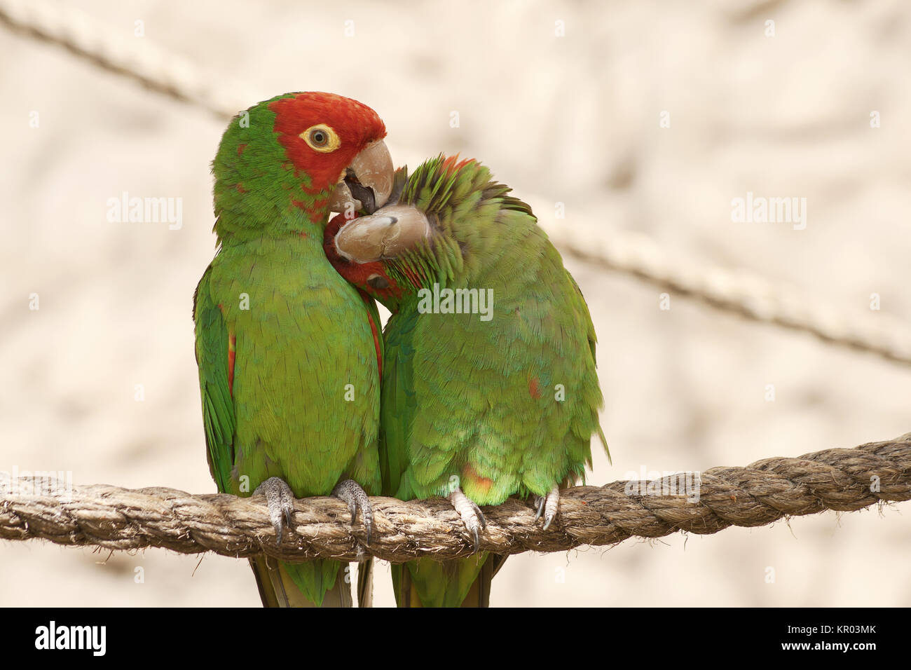 Parrot anatomy hi-res stock photography and images - Alamy
