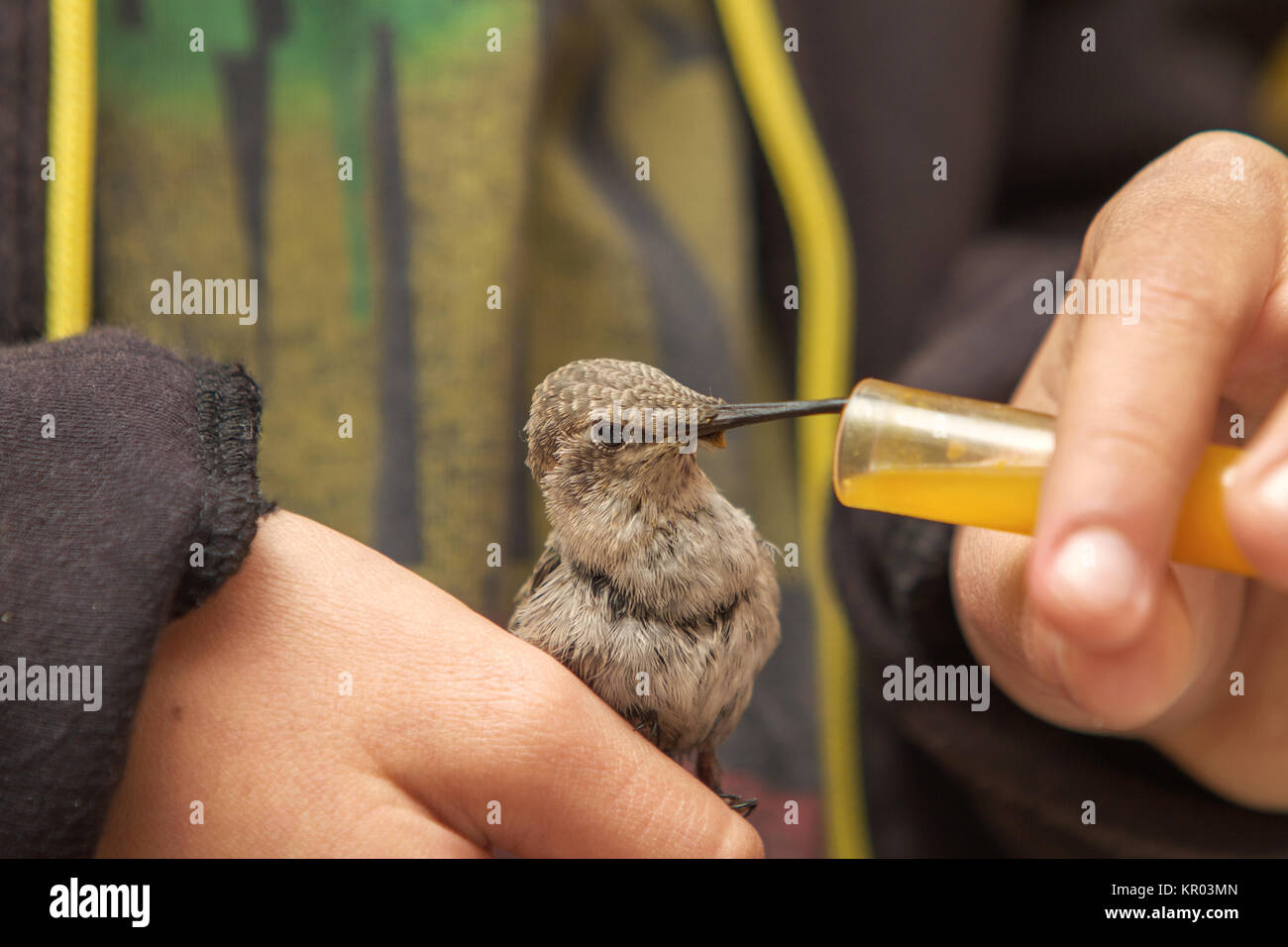 Hummingbird feeding on nectar by a boy Stock Photo - Alamy