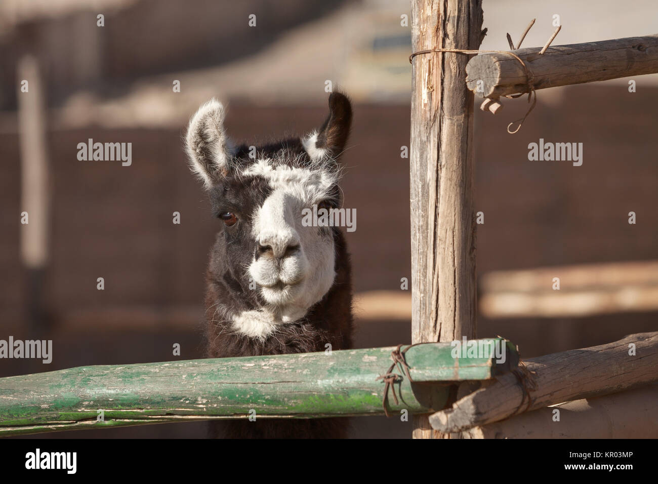 Lama looking straight to the camera Stock Photo - Alamy