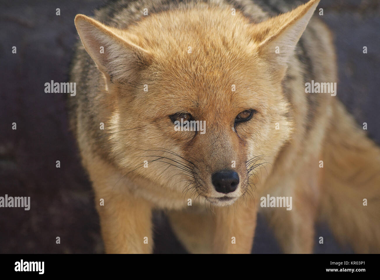 Portrait of Standing Fox Looking aside Stock Photo - Alamy