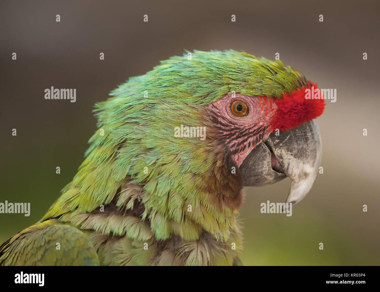 Profile of Macaw parrot Stock Photo - Alamy