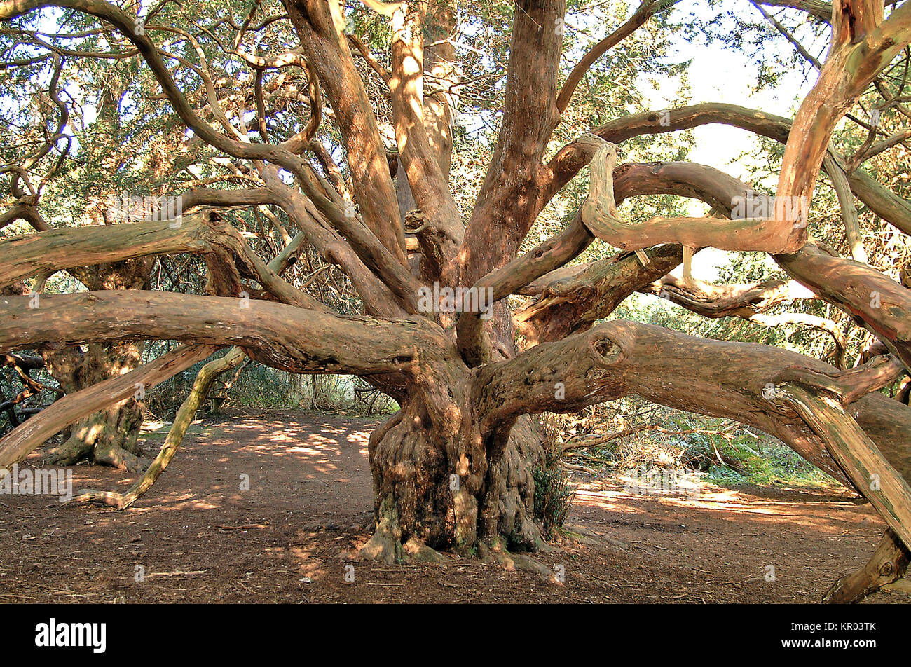 Ancient Yew Trees in Kingley Vale National Nature Reserve, Chichester ...