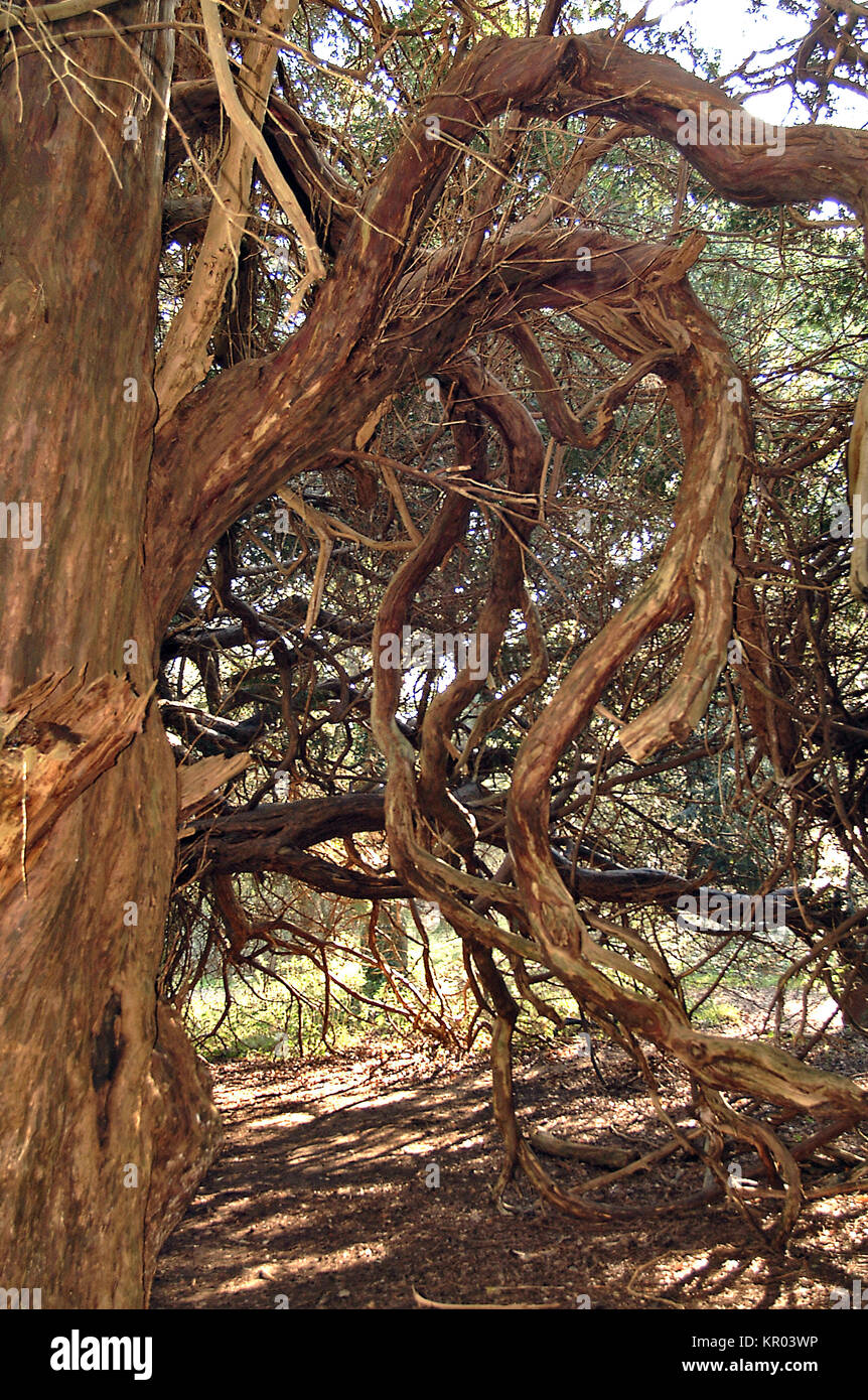 Ancient Yew Trees in Kingley Vale National Nature Reserve, Chichester ...