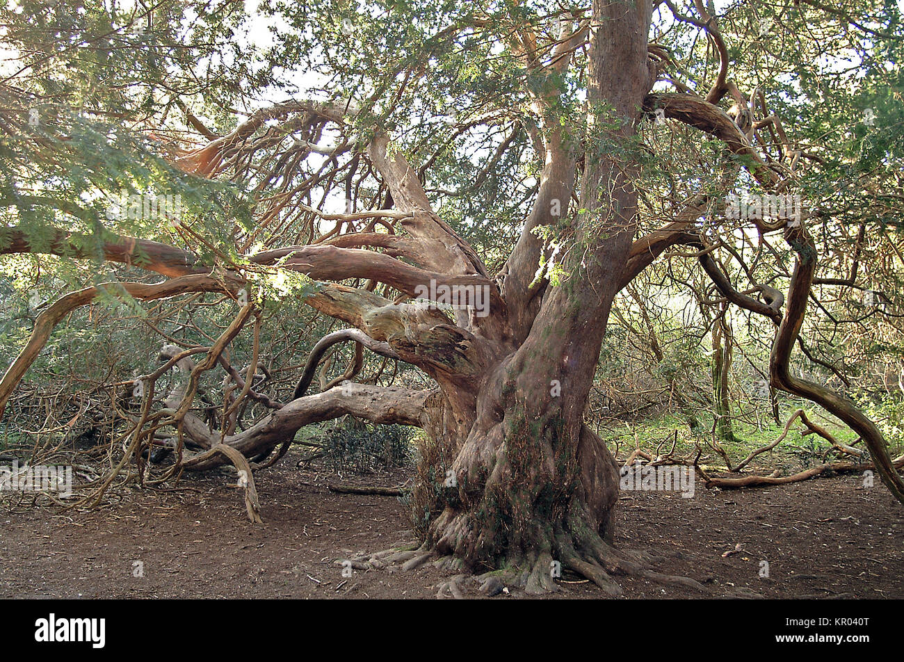 Ancient Yew Trees in Kingley Vale National Nature Reserve, Chichester ...
