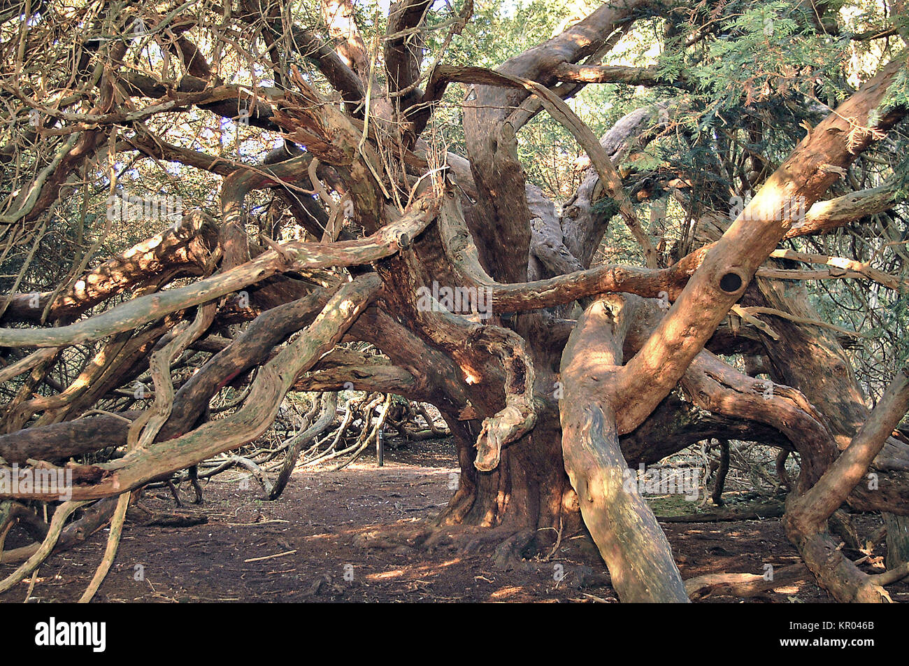 Ancient Yew Trees in Kingley Vale National Nature Reserve, Chichester ...
