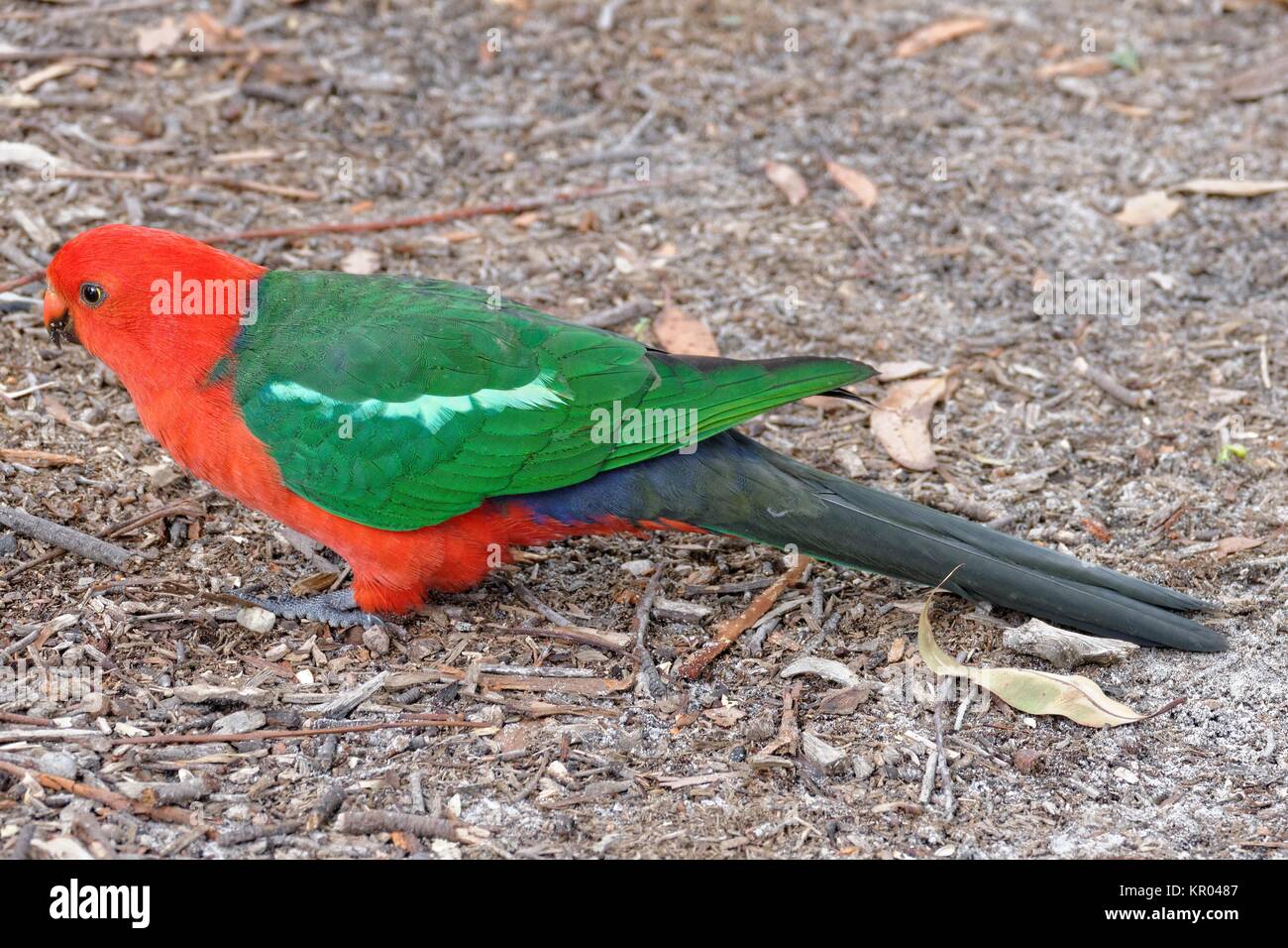 male king parrot Stock Photo - Alamy