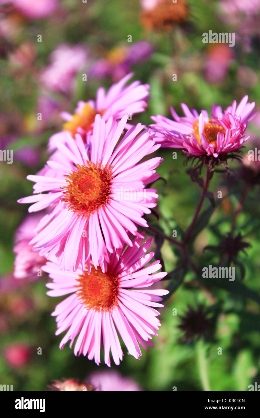 red asters in the garden Stock Photo - Alamy