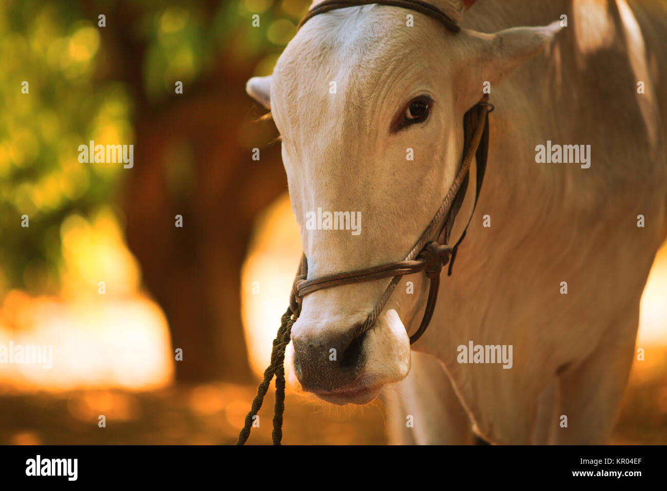 Indian bulls hi-res stock photography and images - Alamy