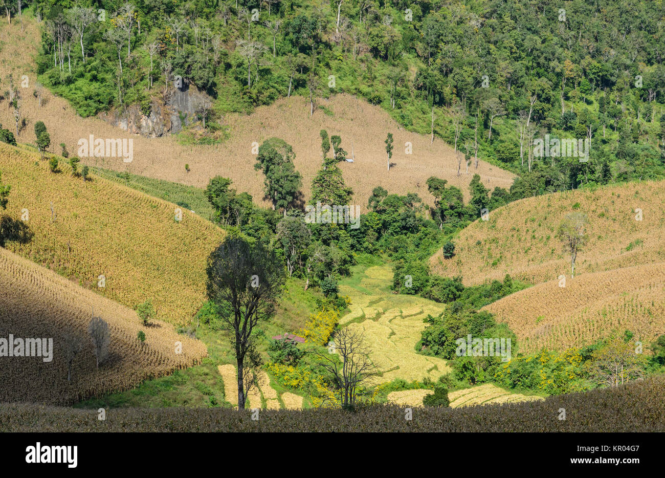 Dried corn terrace field in Thailand Stock Photo - Alamy