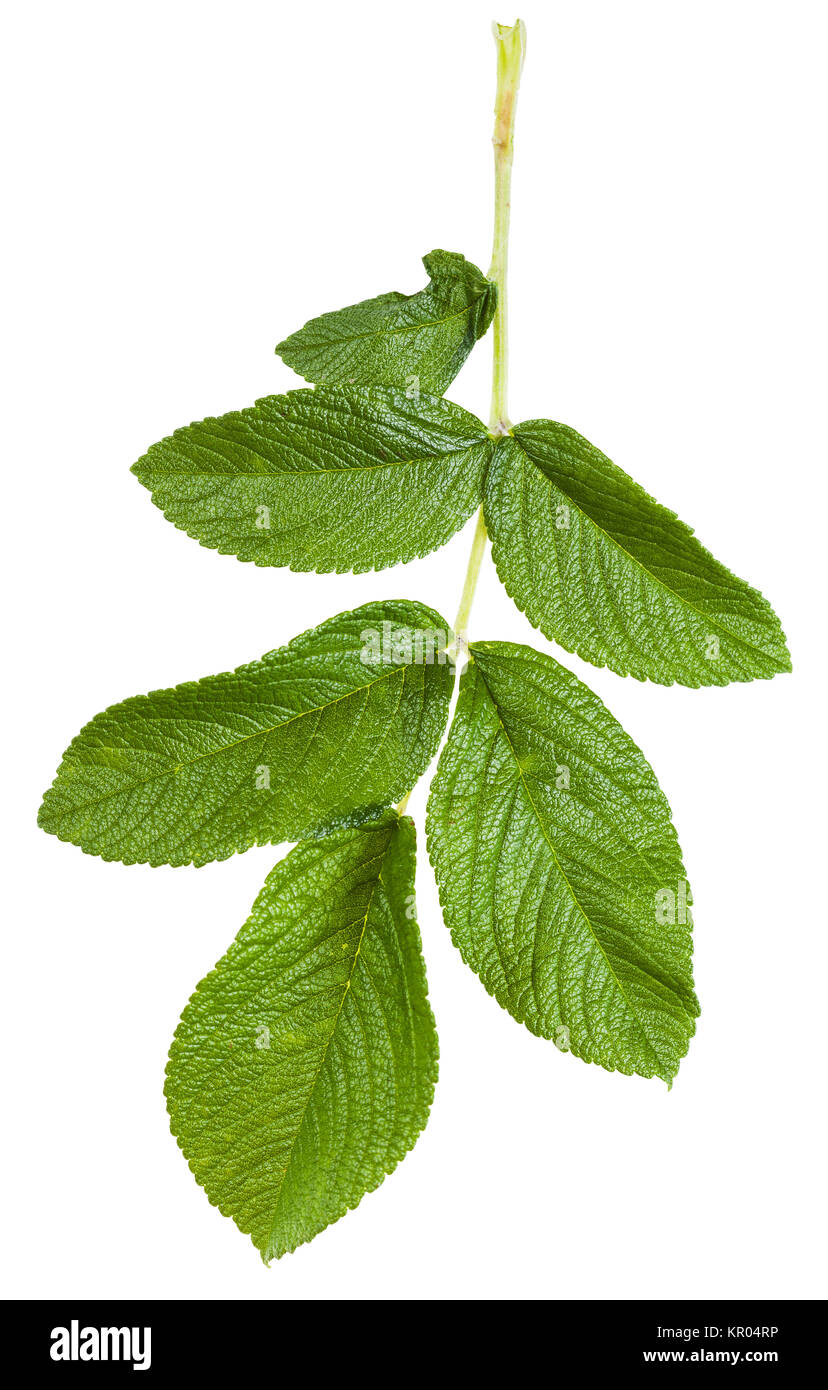 Rosa tree Cut Out Stock Images & Pictures - Alamy