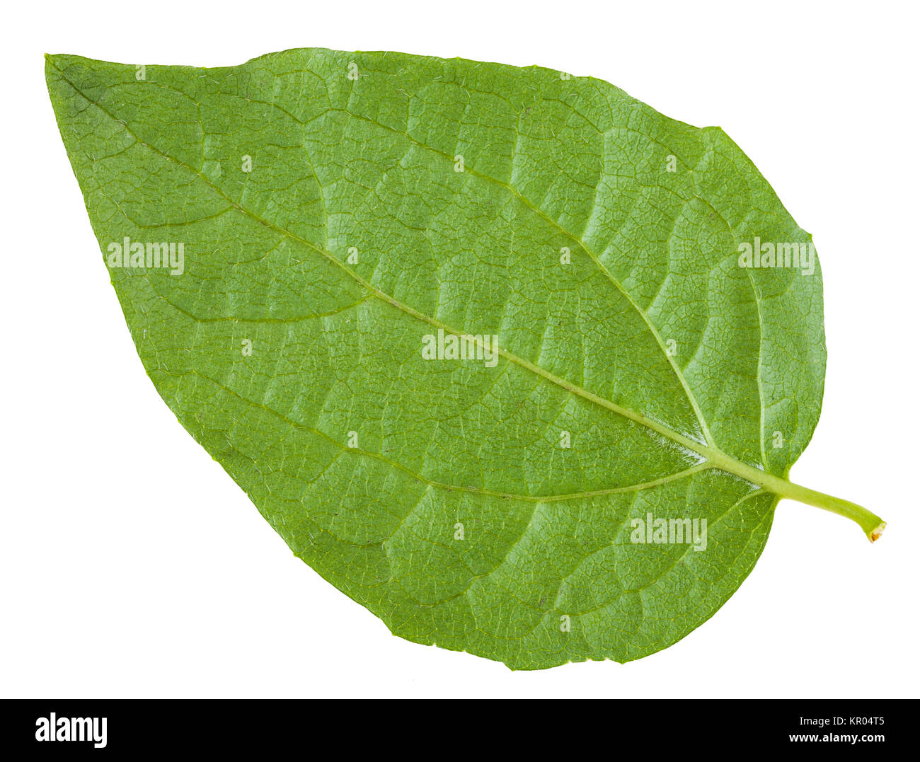 Back side of leaf hi-res stock photography and images - Alamy