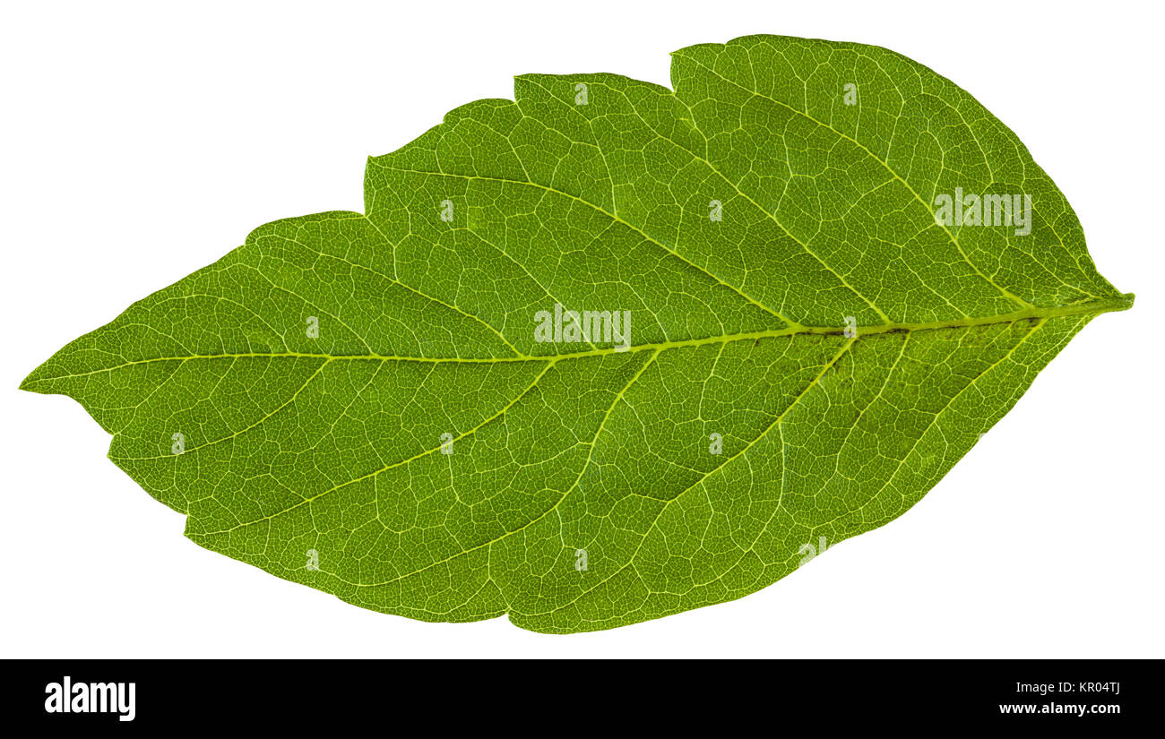 Ashleaf maple hi-res stock photography and images - Alamy