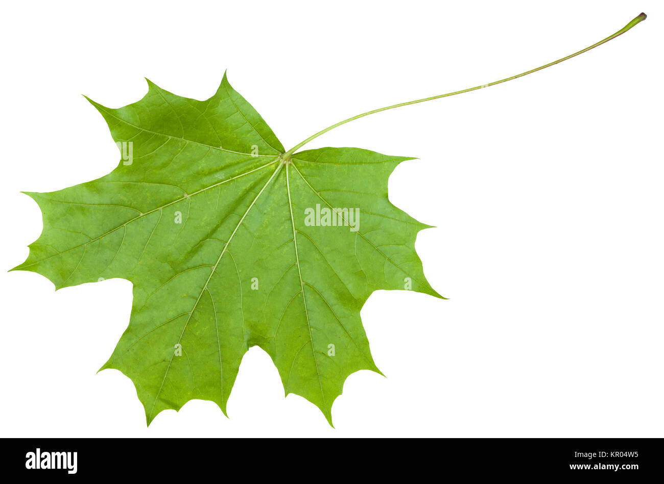 back side leaf of maple tree (Acer platanoides Stock Photo - Alamy