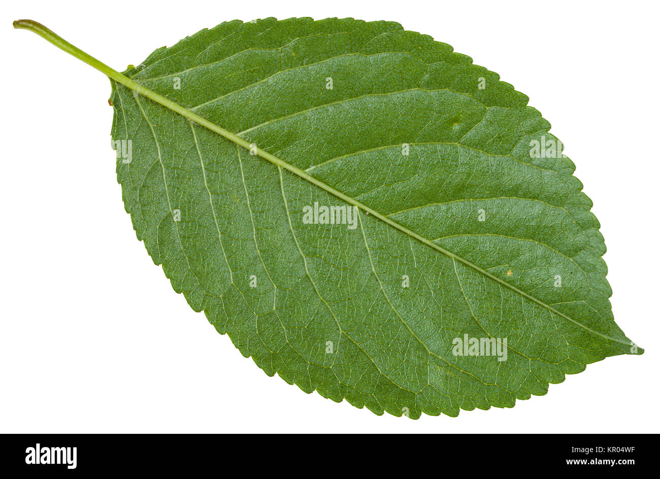 Back side of leaf hi-res stock photography and images - Alamy