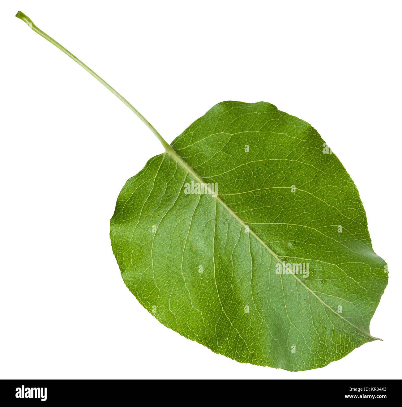 Reverse back rear side Cut Out Stock Images & Pictures - Alamy