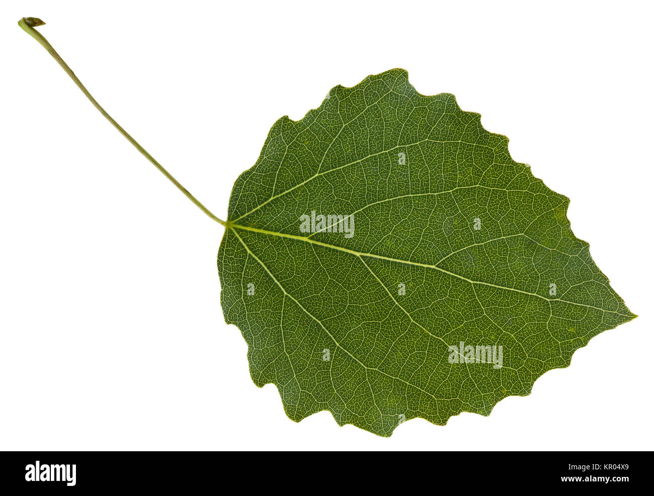 leaf of aspen (Populus tremula) tree isolated Stock Photo - Alamy