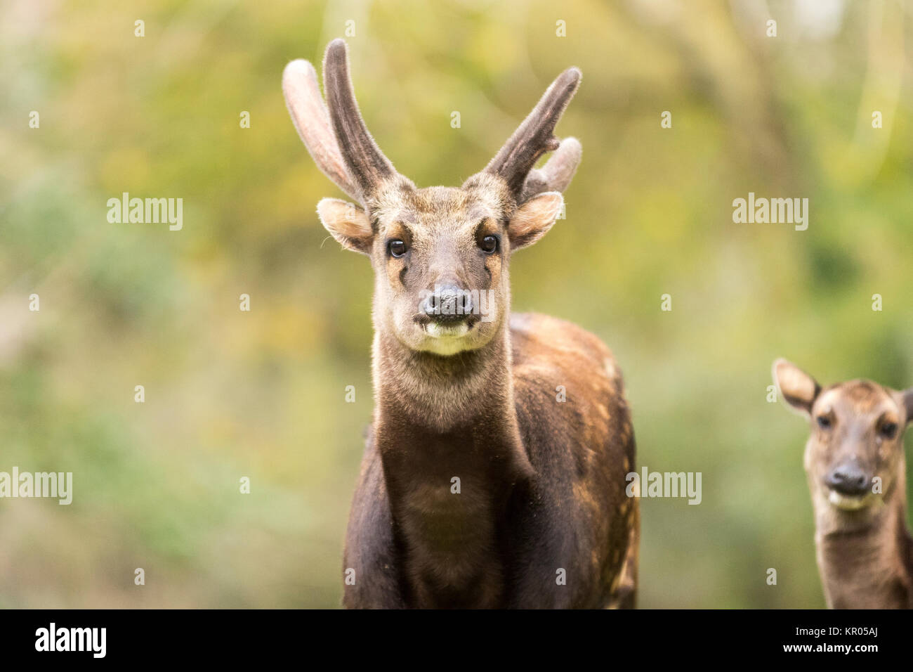 Philippine Deer High Resolution Stock Photography and Images - Alamy
