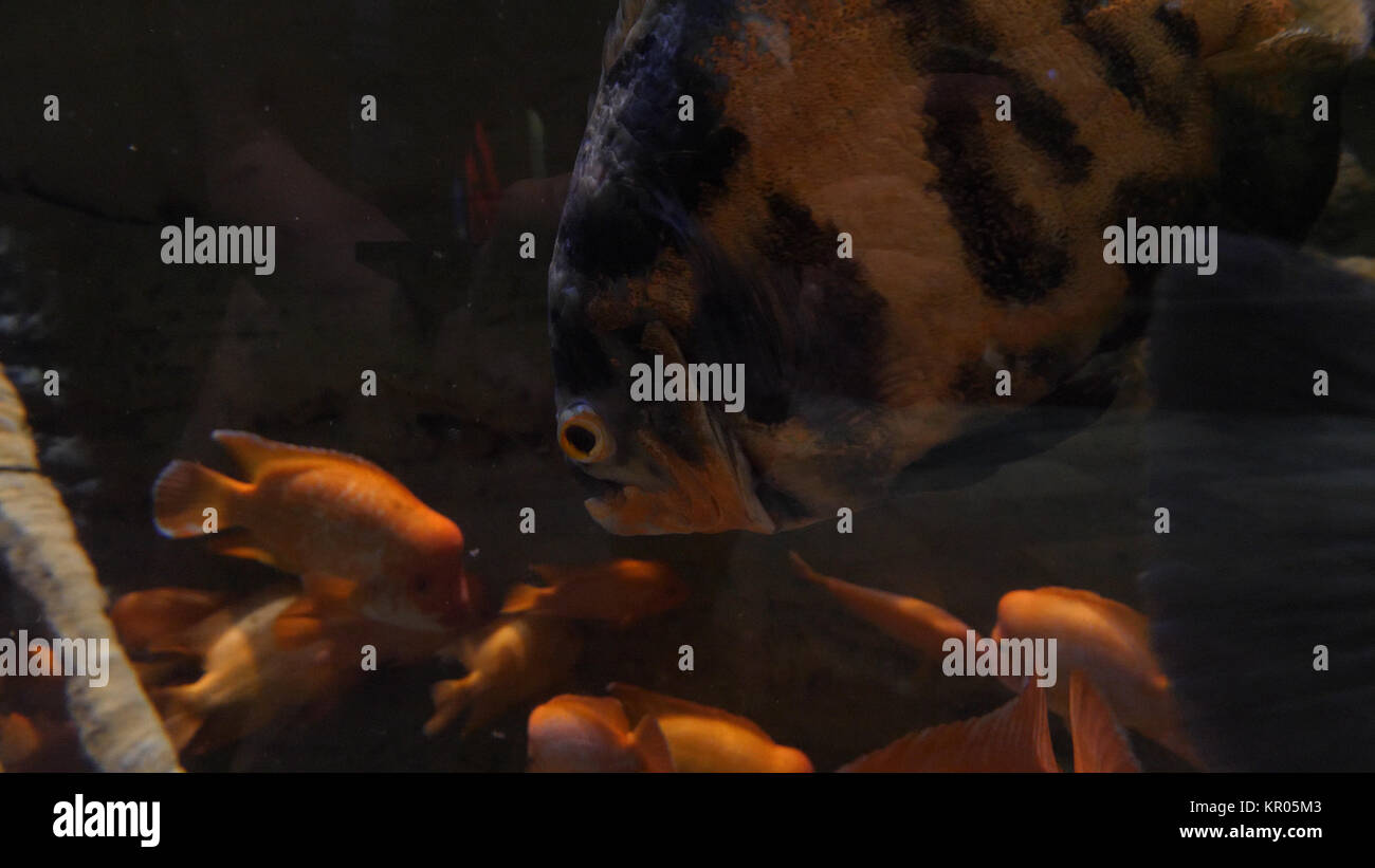 Large fishes swimming in a large aquarium. Large sea fish swim in an ...