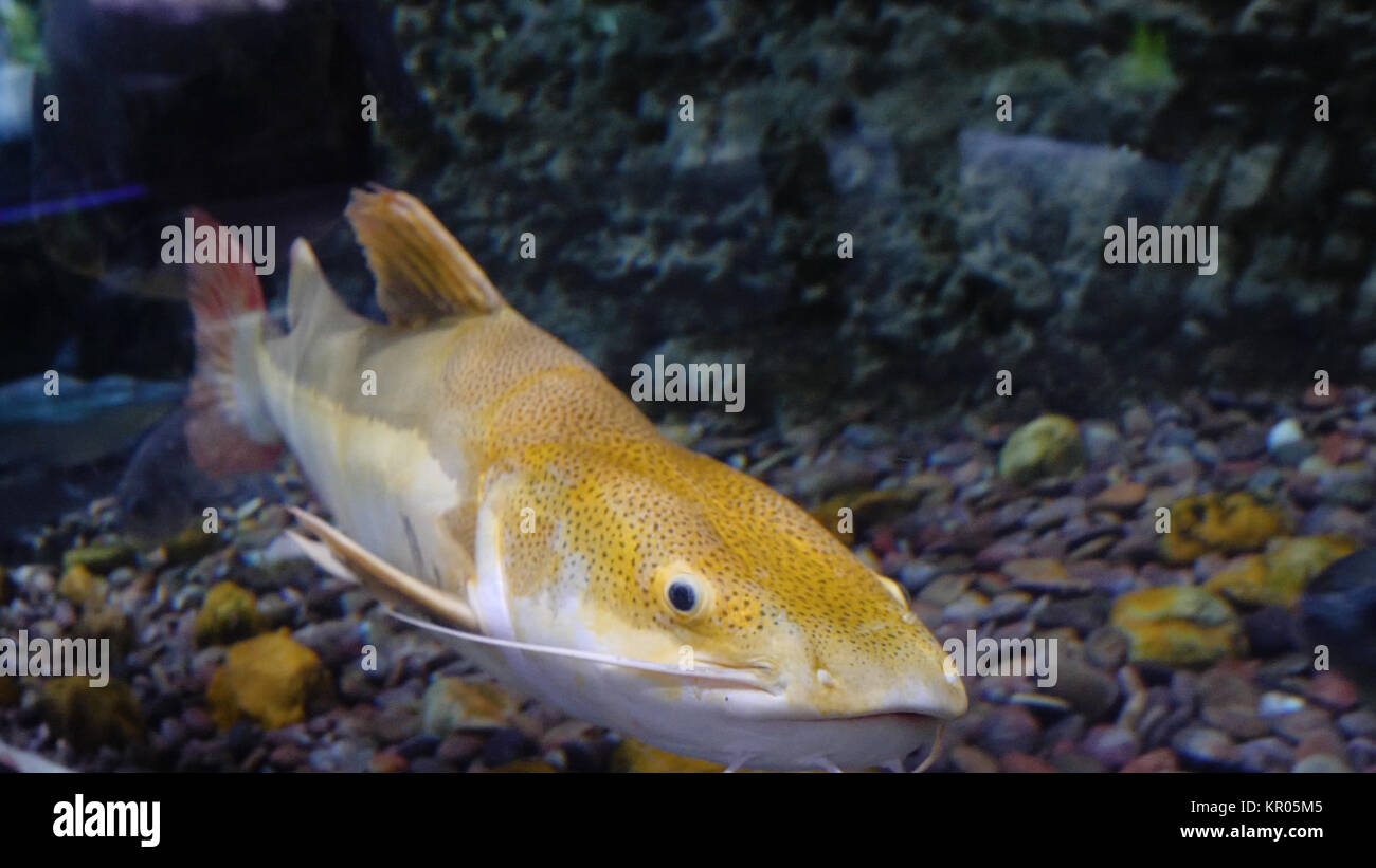Large fishes swimming in a large aquarium. Large sea fish swim in an ...