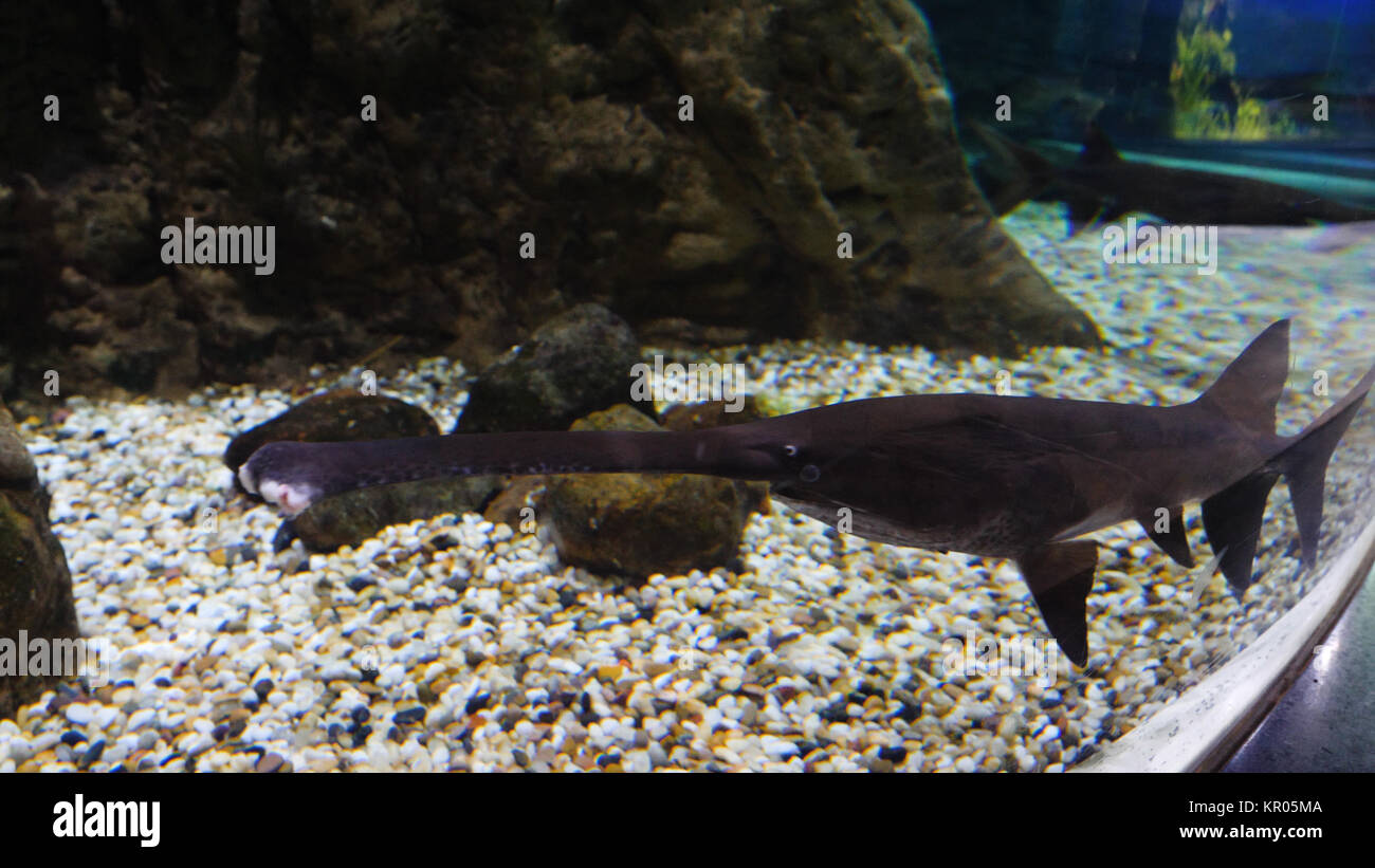 Large sawfish, also known as carpenter shark, and other fishes swimming ...