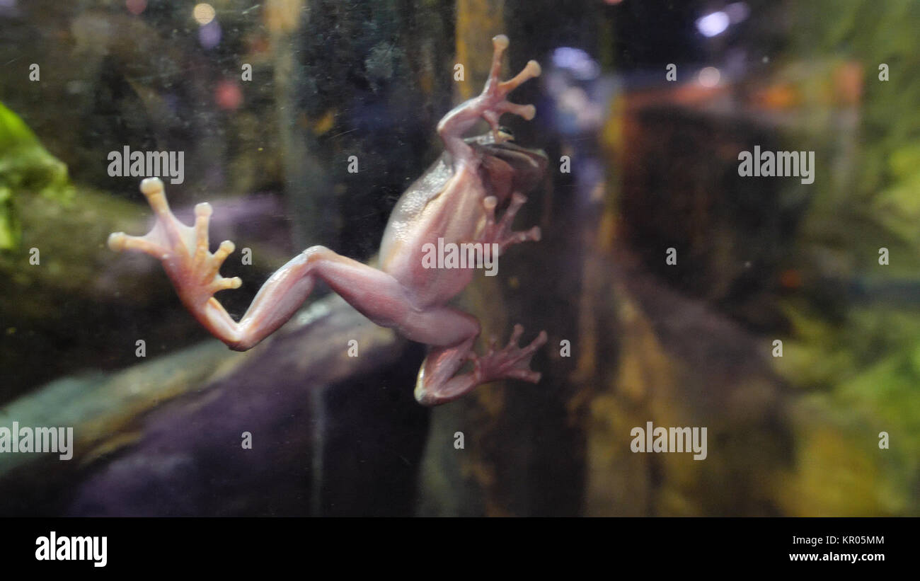 Tropical Green Frog In An Aquarium. Close up underwater of an African ...