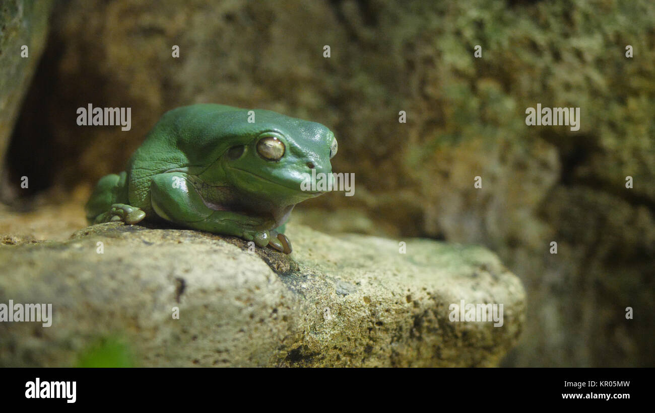 Green tree frog sleep on the stone. Frog sleeping in an aquarium at the ...