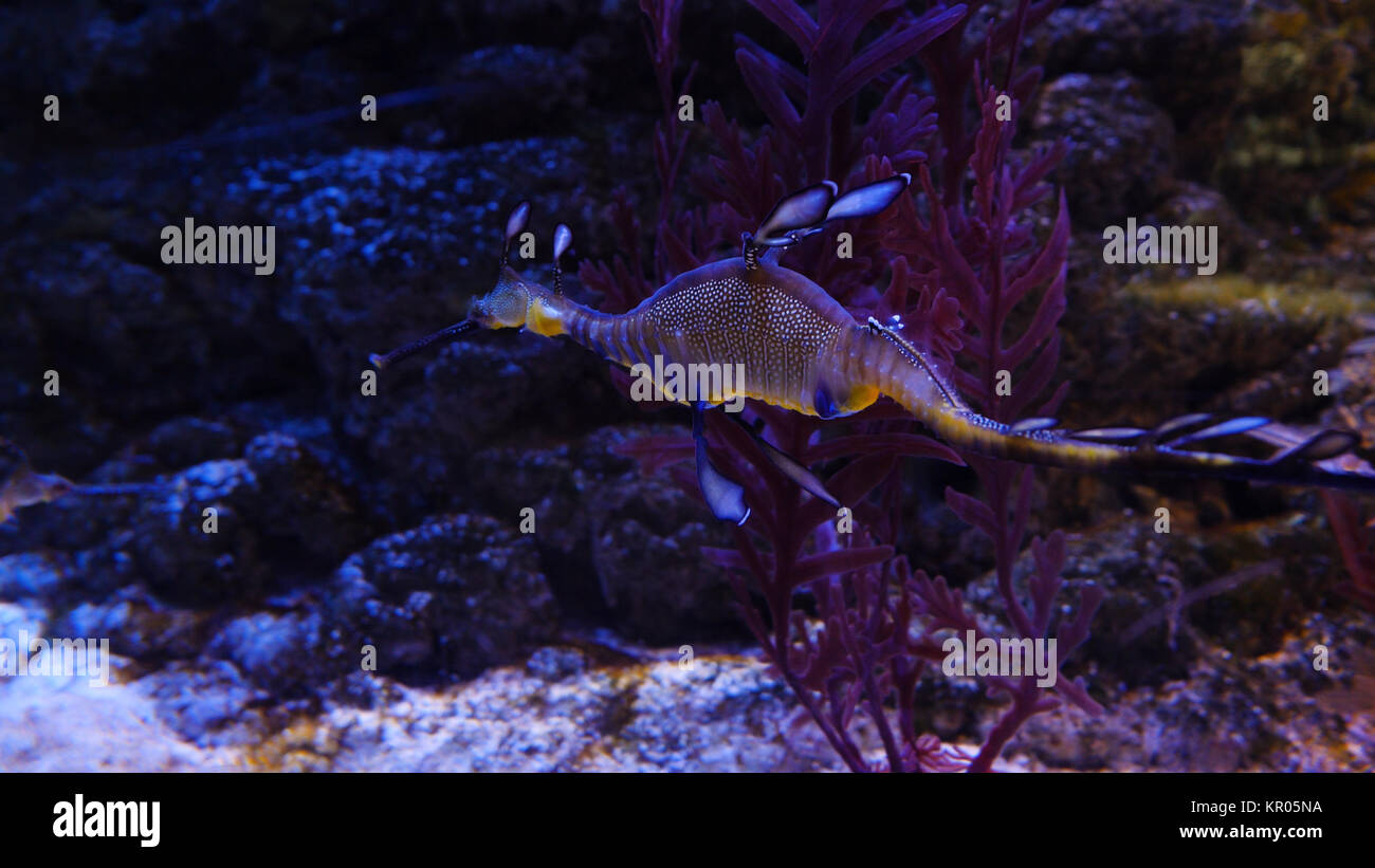 Seahorse swimming in colorful coral reef. Bright beautiful sea horse in ...