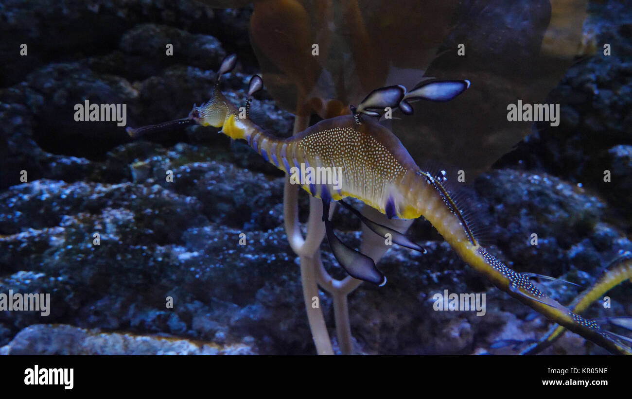 Seahorse swimming in colorful coral reef. Bright beautiful sea horse in ...