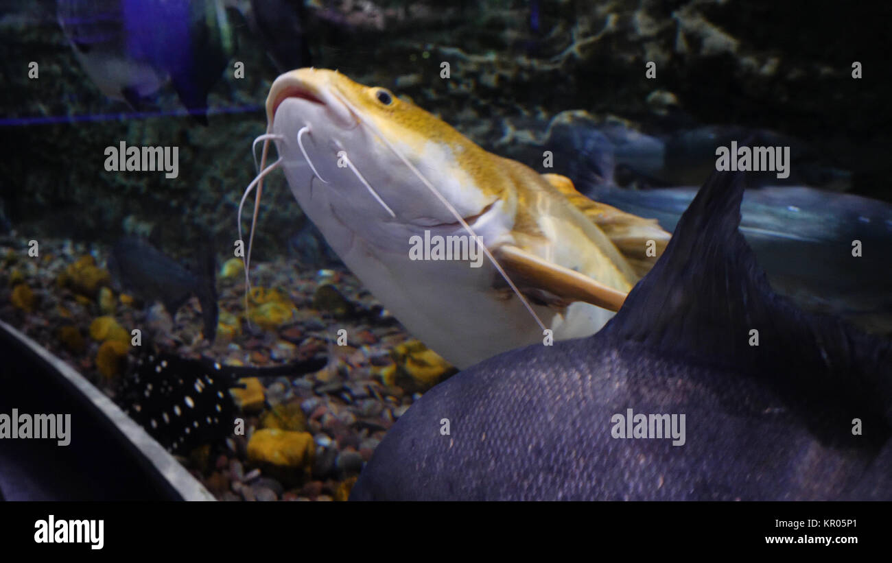 Aquarium with large variety of fish. Beautiful fish in the aquarium at ...