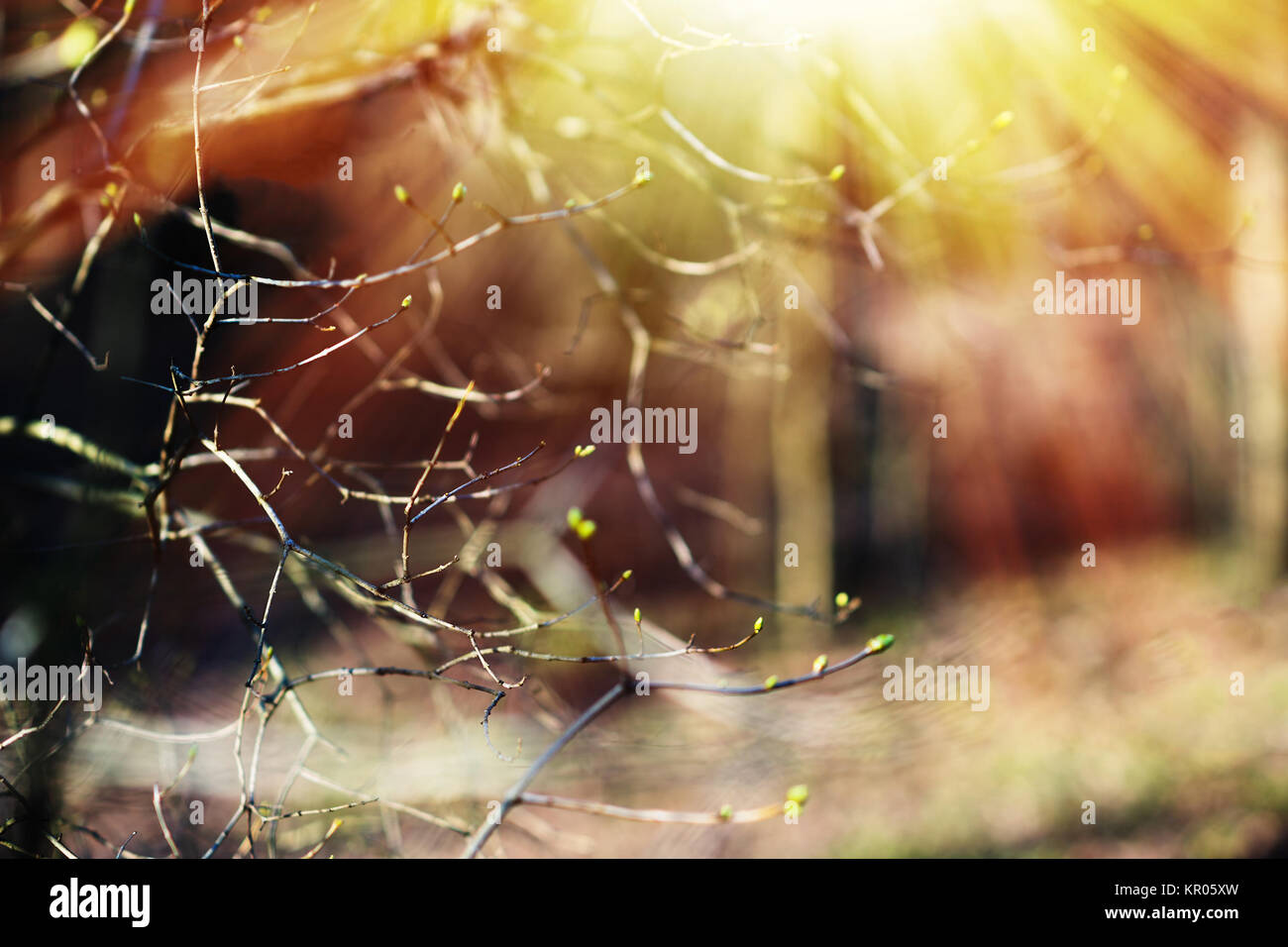 Horizontal spring branches with light leak bokeh background Stock Photo ...