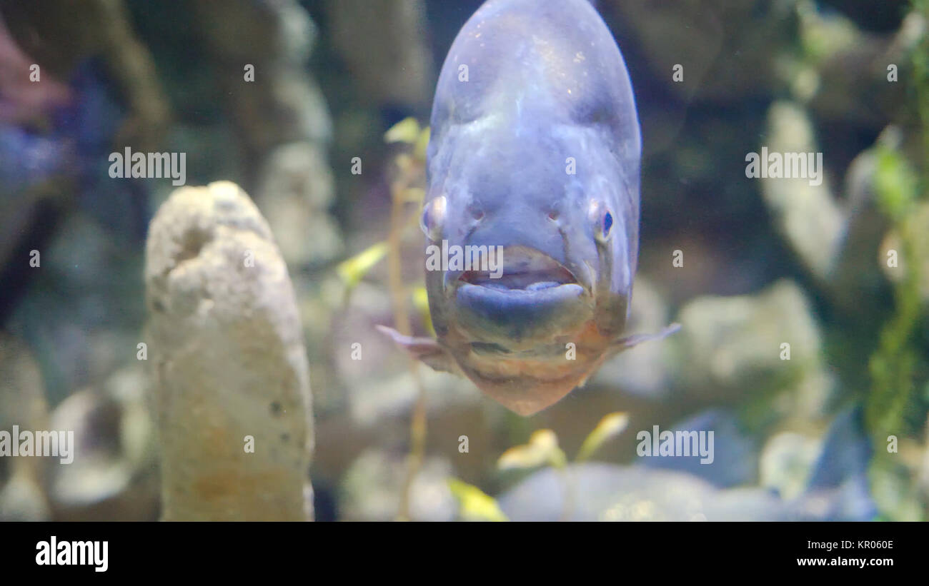 Colorful tropical fish looking at camera in aquarium. Fish looking at ...