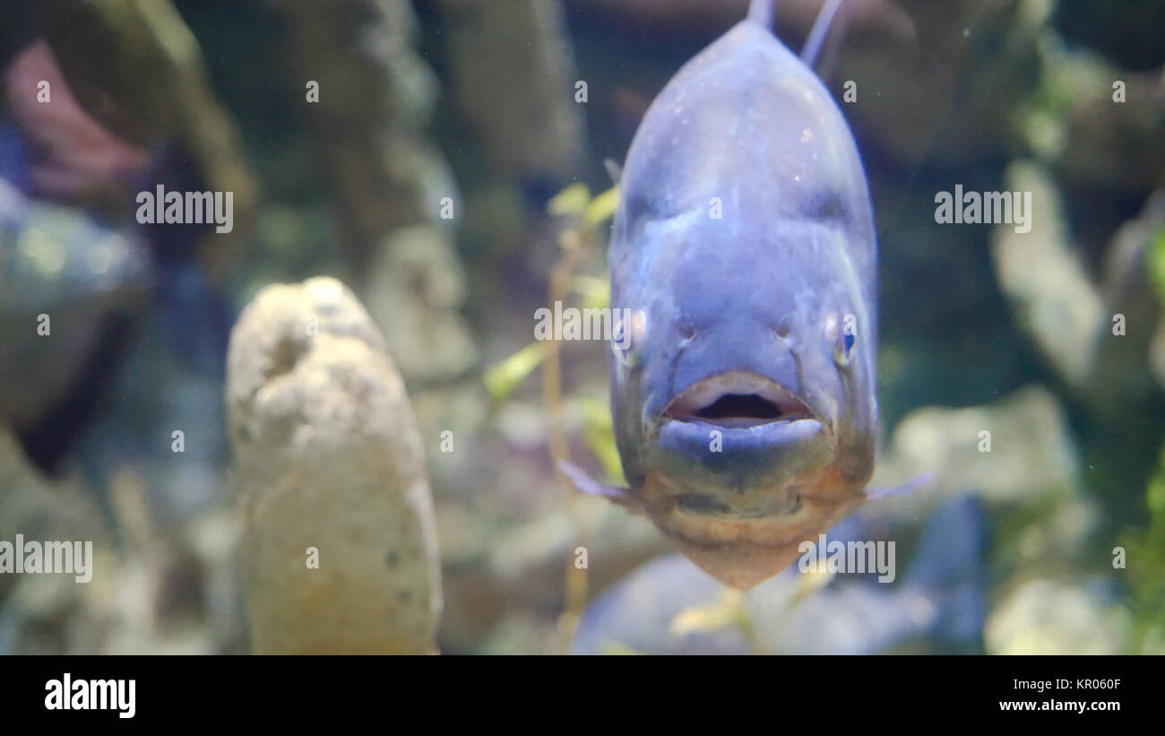 Colorful tropical fish looking at camera in aquarium. Fish looking at ...