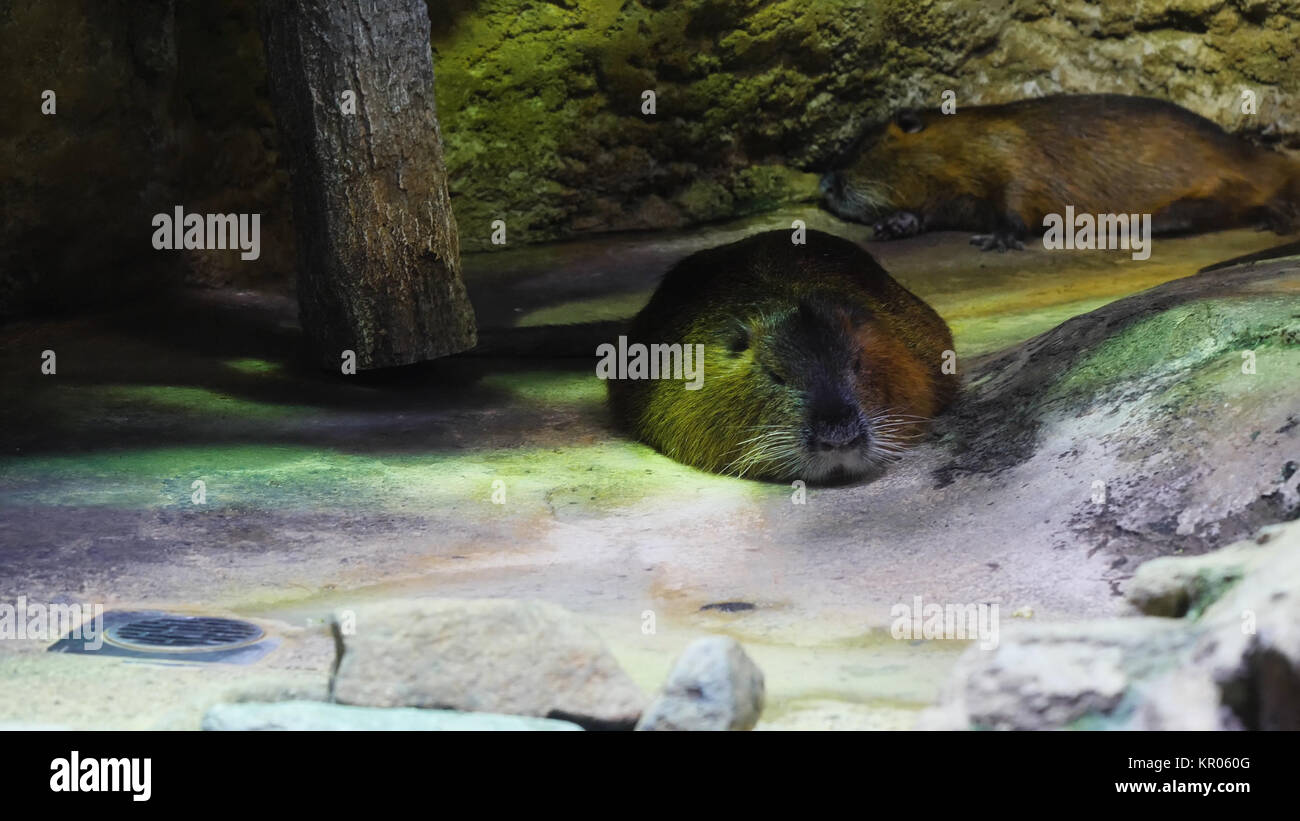 Big brown capybaras biggest rodents hi-res stock photography and images ...