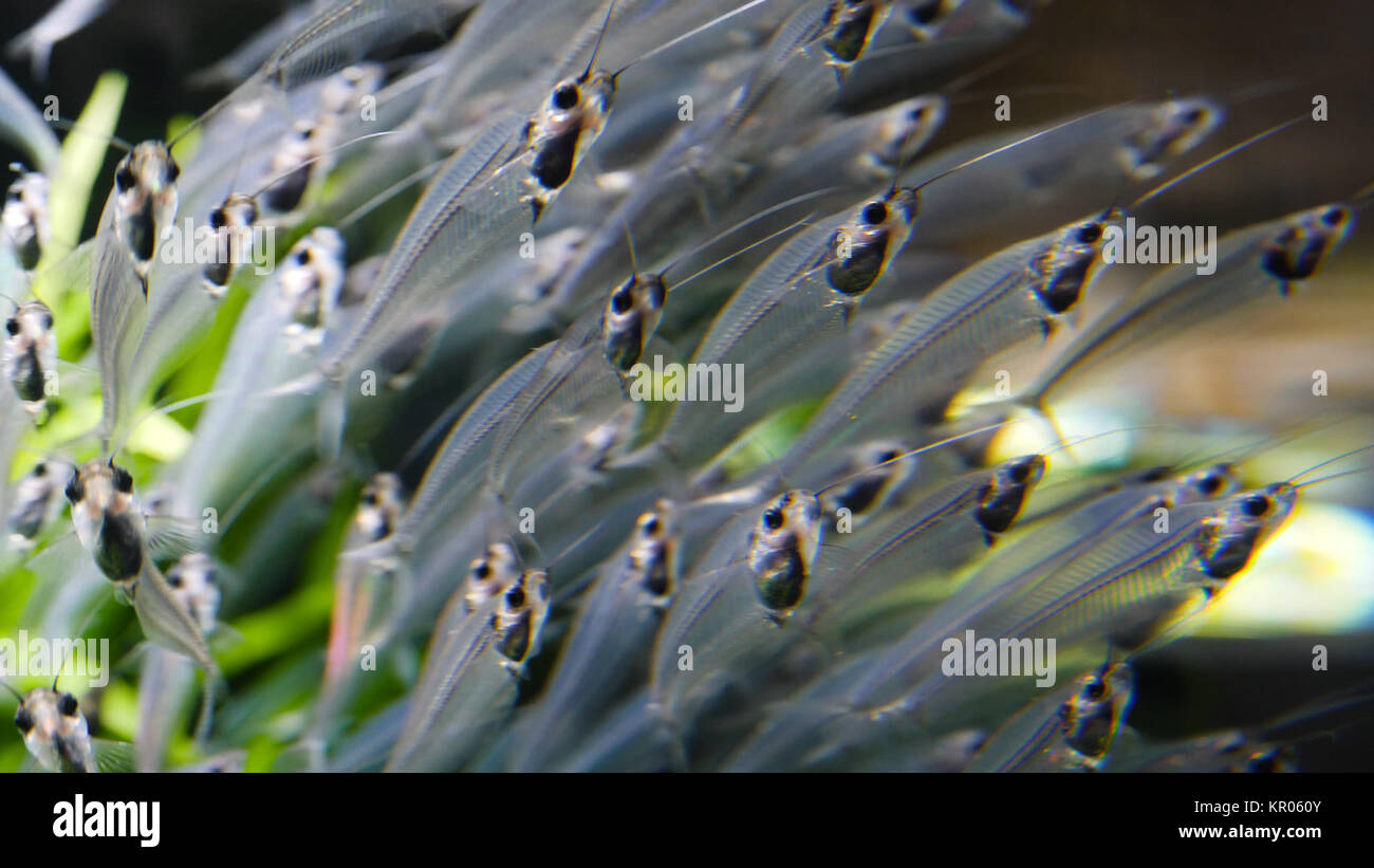Crowd of Sardines in aquarium. A shoal of silversides in the aquarium ...