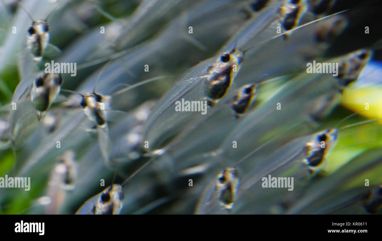 Crowd of Sardines in aquarium. A shoal of silversides in the aquarium ...