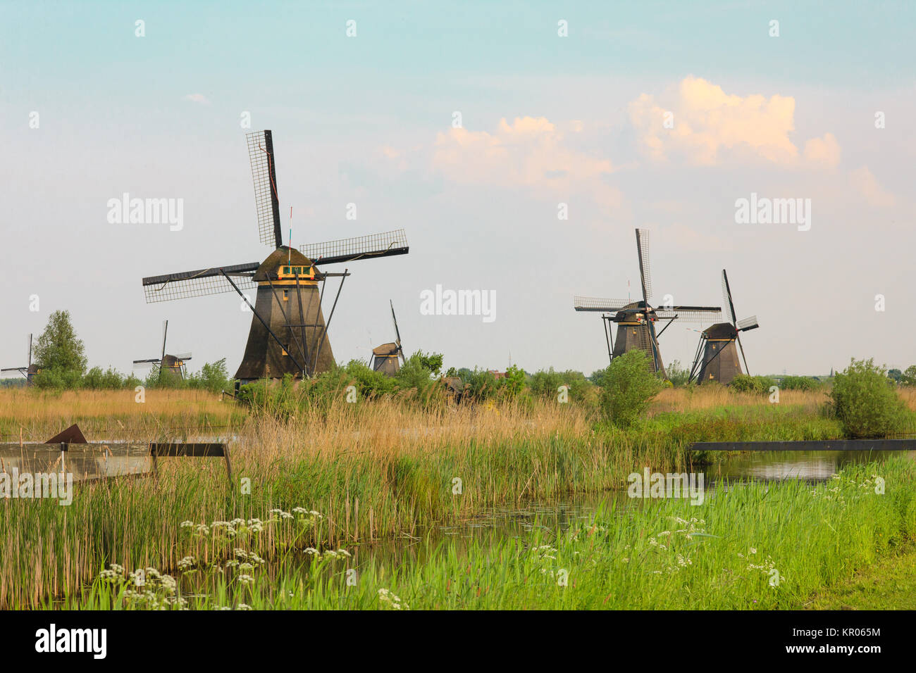 Traditional Dutch windmills with green grass in the foreground, The ...