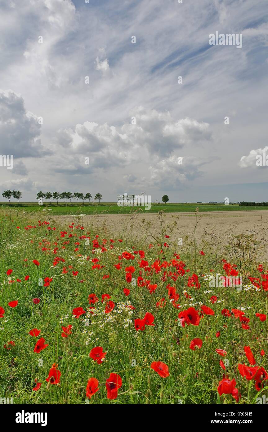 Holland poppy fields fields hi-res stock photography and images - Alamy