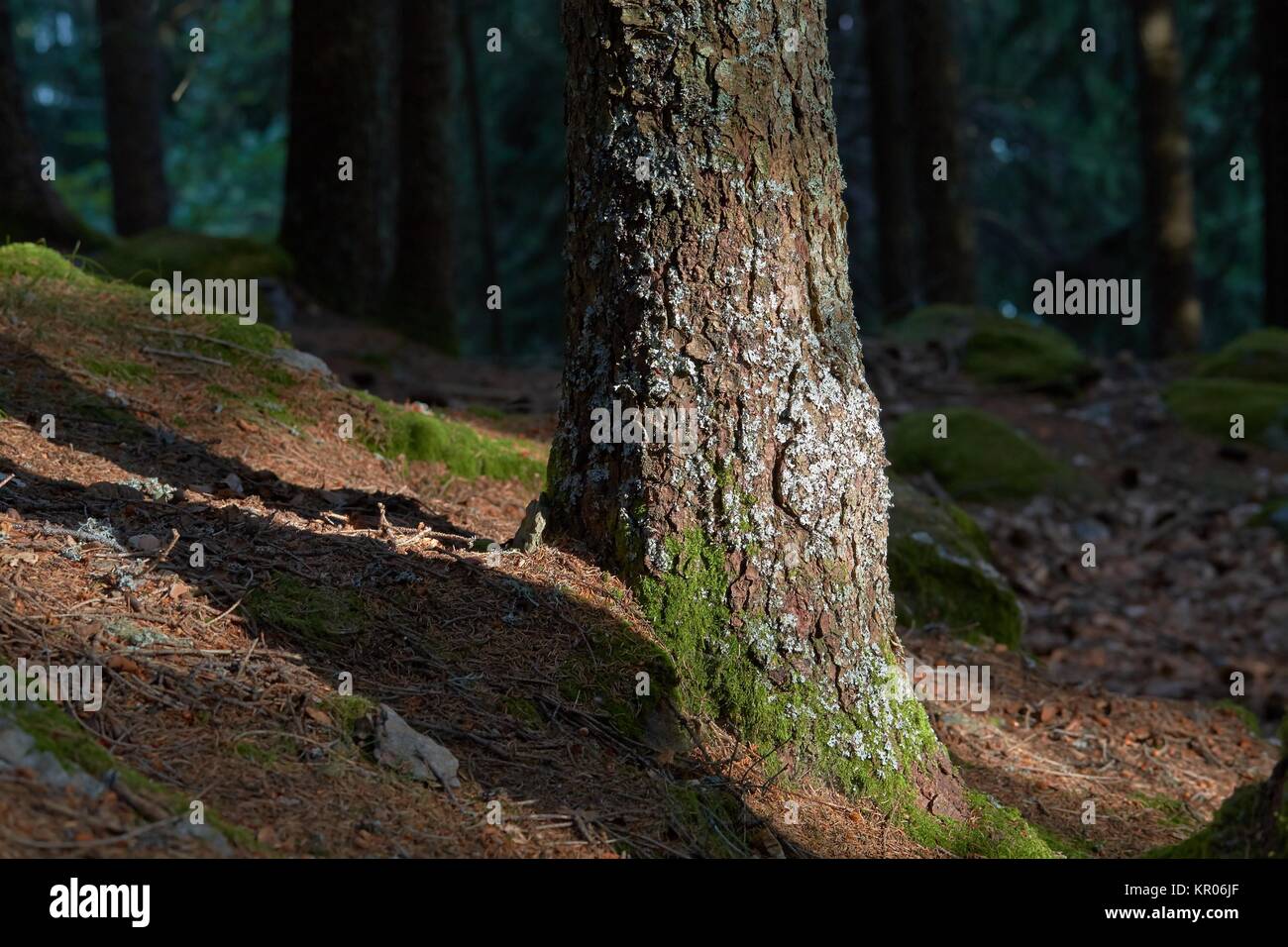 Forest tree detail Stock Photo - Alamy