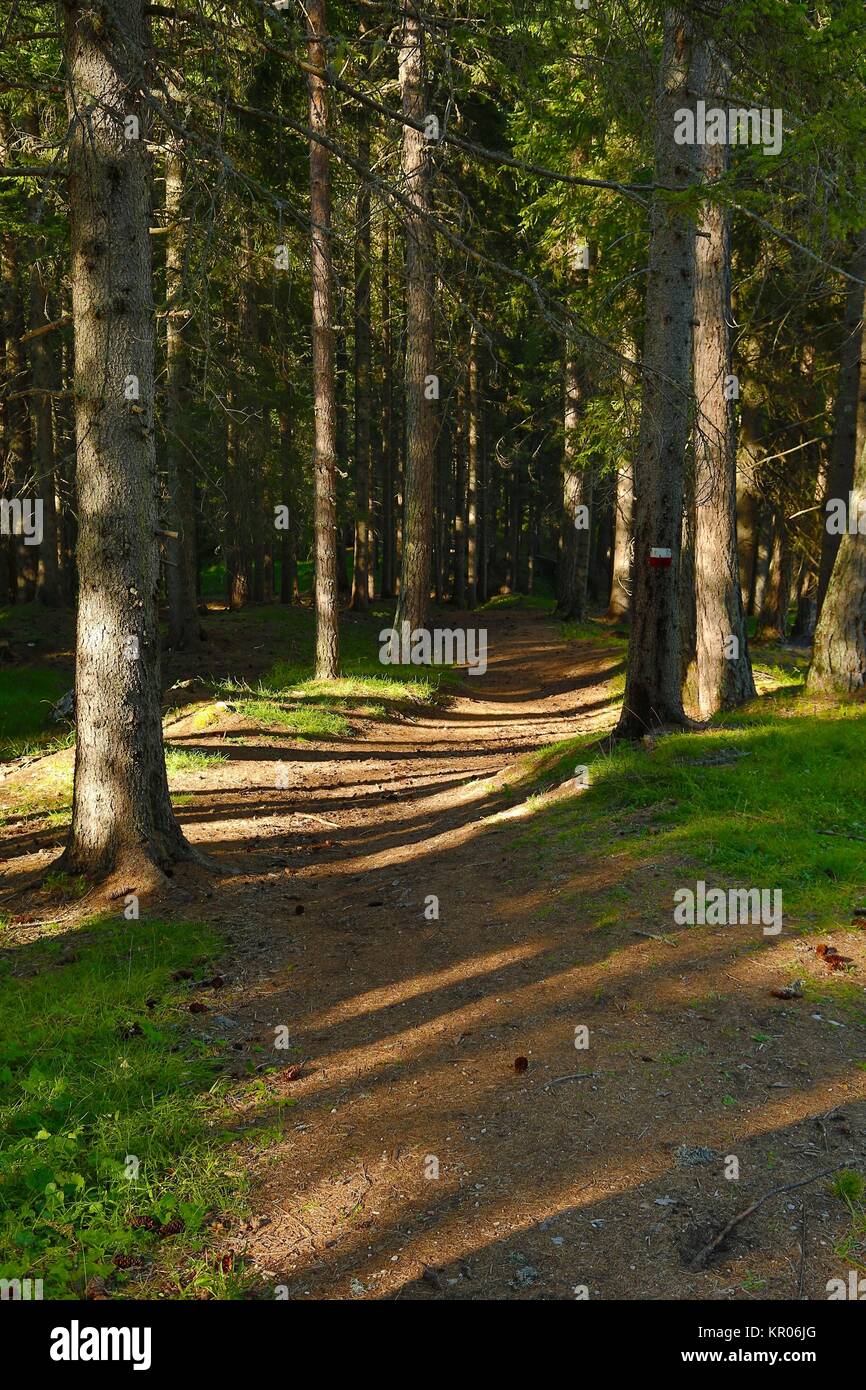 Forest walking route Stock Photo - Alamy