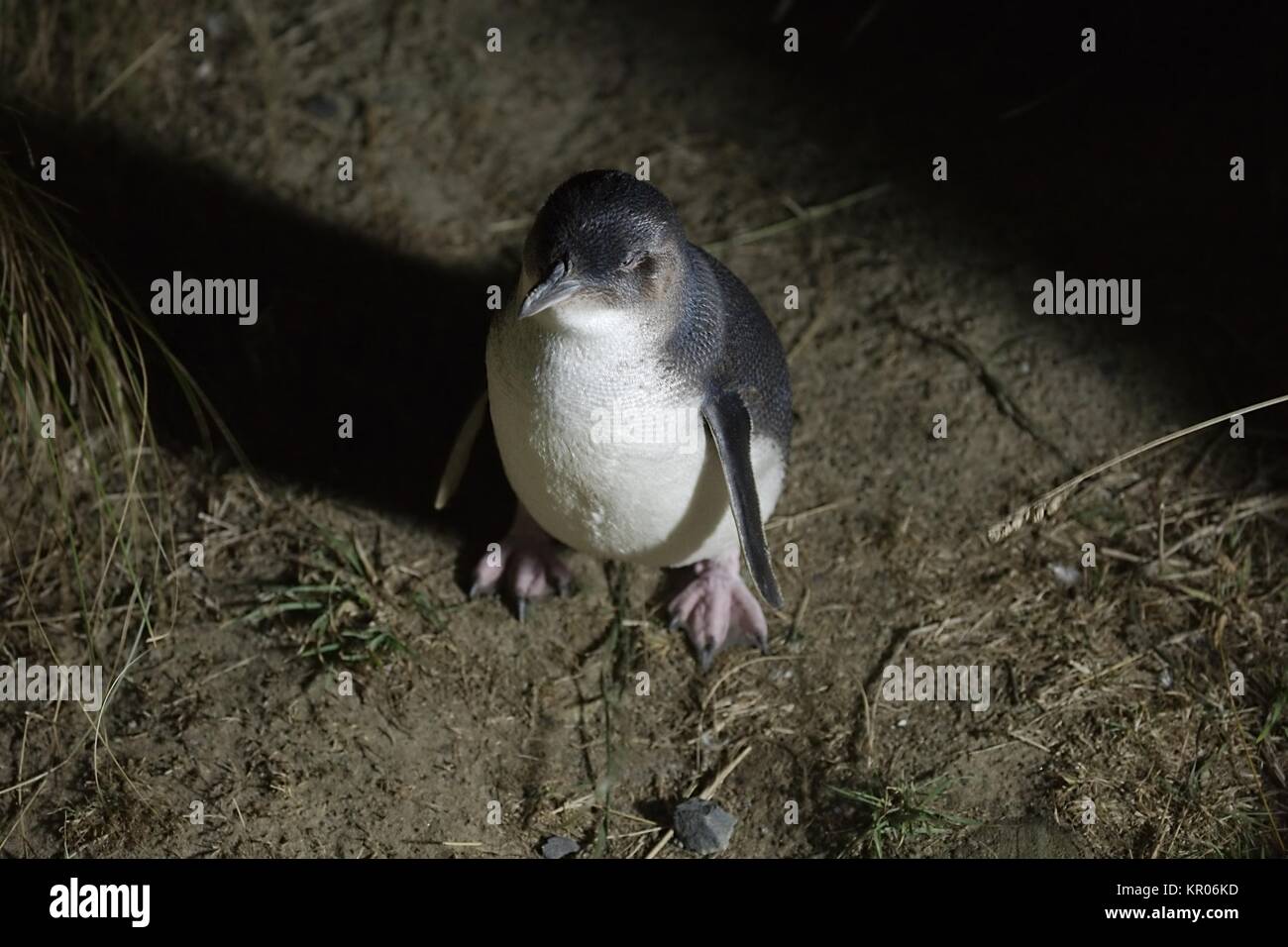 Little Blue Penguin Stock Photo - Alamy