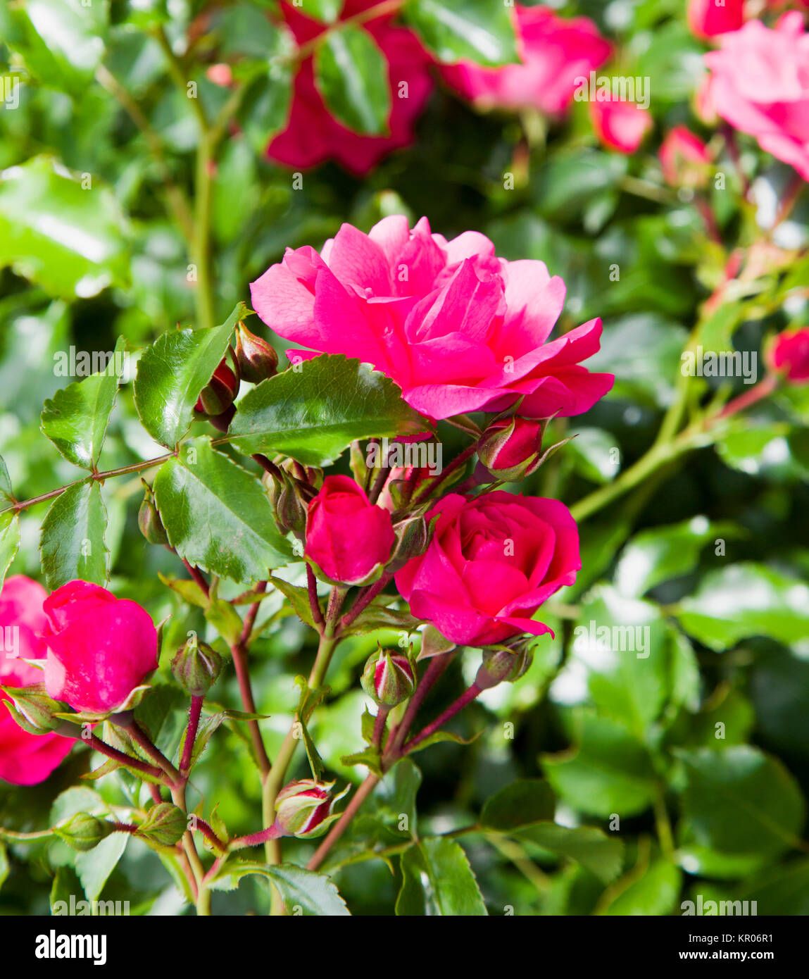 Wild rose in a garden Stock Photo - Alamy