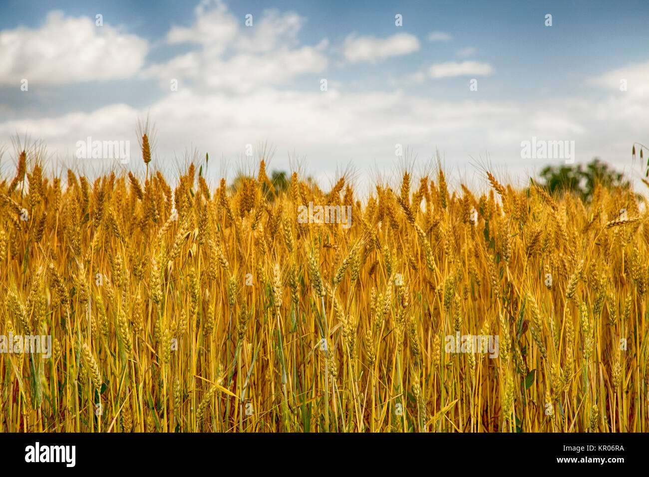 Golden wheat field Stock Photo - Alamy