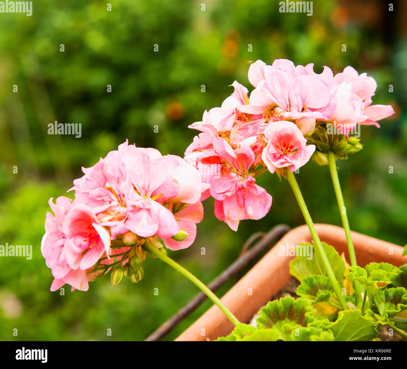 Pink bicolor geraniums hi-res stock photography and images - Alamy