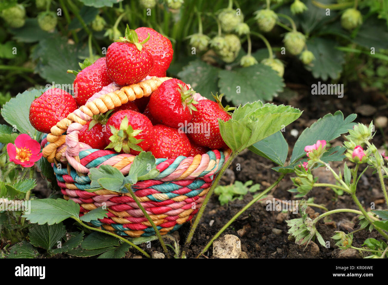harvest of fresh strawberries from organic farming Stock Photo - Alamy