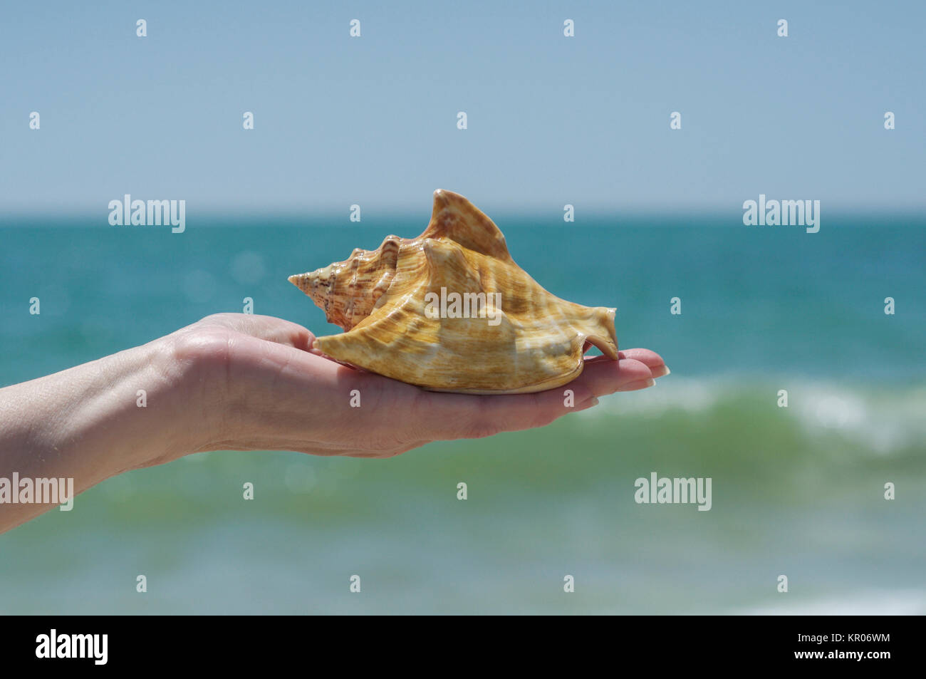 Seashell on a human hand Stock Photo - Alamy